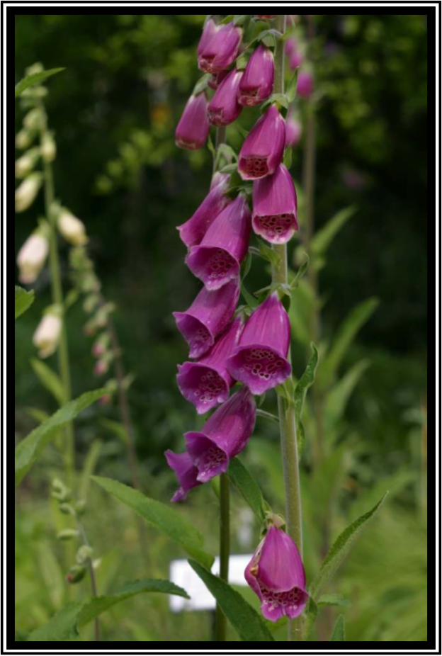 Digitalis – Digitalis purpurea L. | Taman Husada Graha Famili