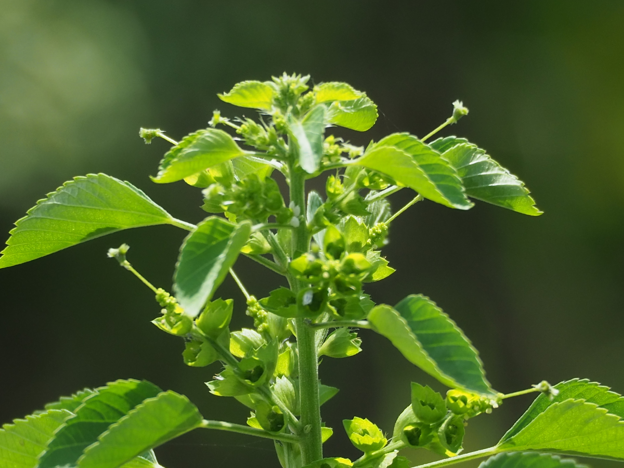 Akar Kucing – Acalypha indica L. | Taman Husada Graha Famili