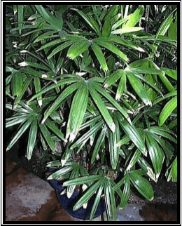 Palem Waregu – Rhapis excelsa (Thunb.) Henry ex Rehder | Taman Husada ...