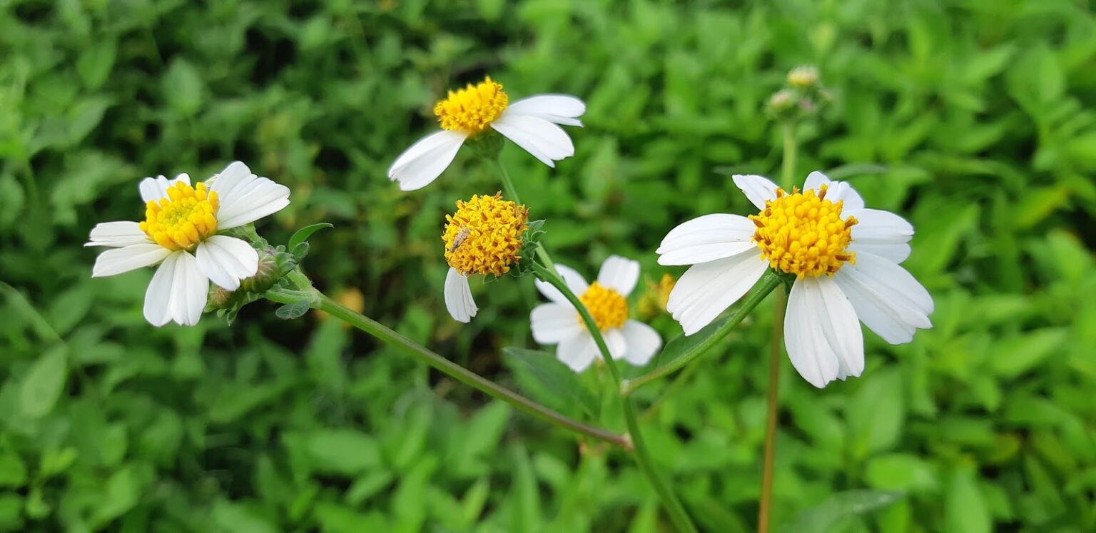 Ajeran – Bidens pilosa L. | Taman Husada Graha Famili