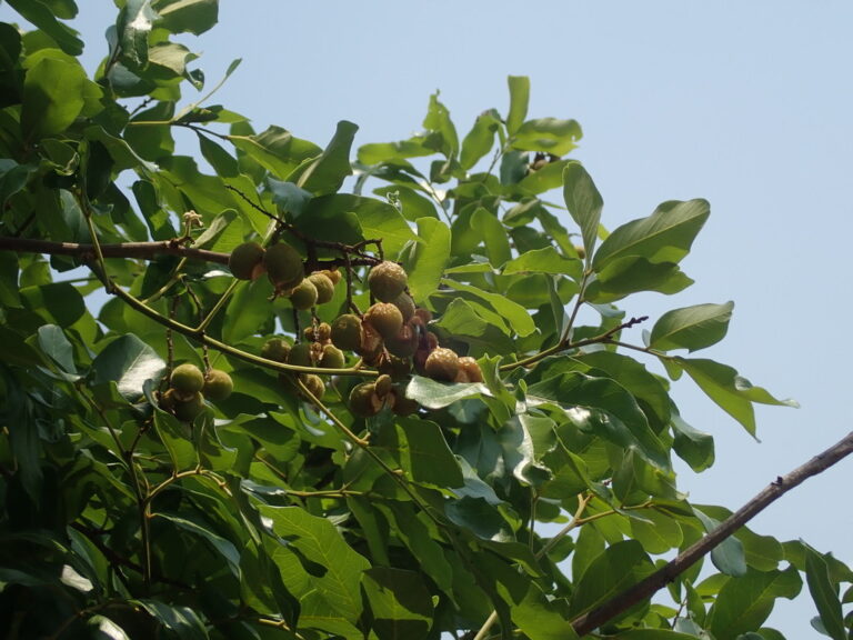 Kesambi – Schleichera oleosa (Lour.). Merr. | Taman Husada Graha Famili